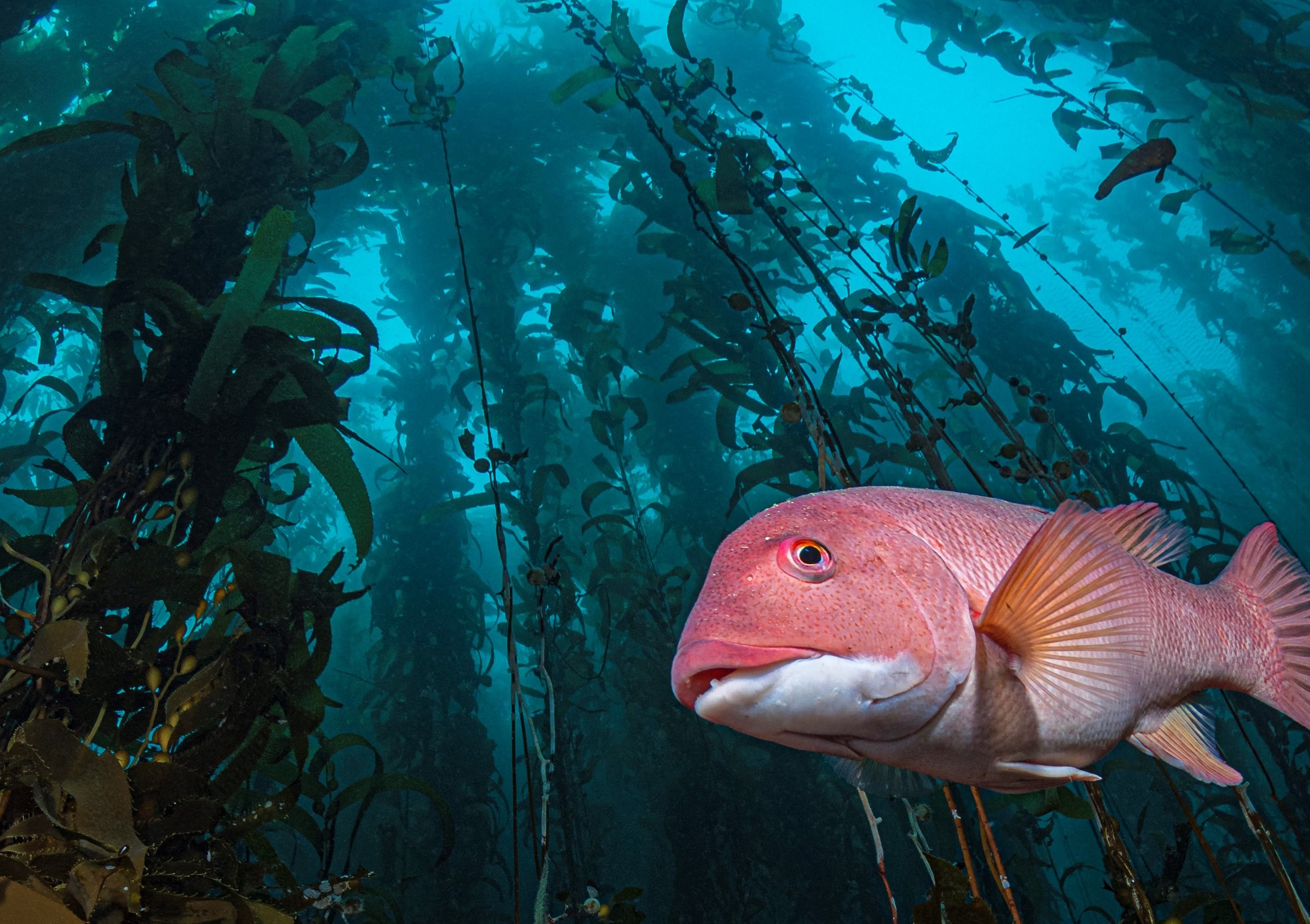 DOALOS/Norway programmes of assistance to meet the strategic capacity ...