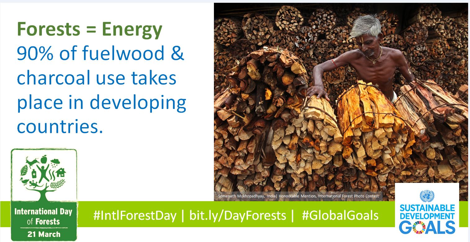 More sustainably managed forests would help meet energy needs | UN DESA ...
