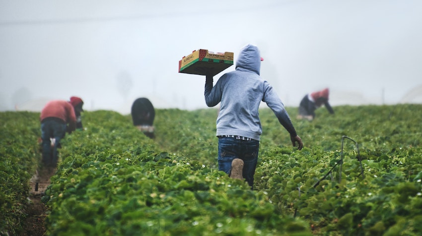 Five changes of mindset for a true food system transformation | United ...