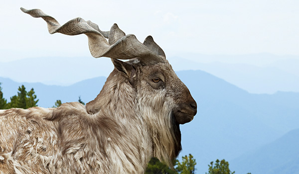 International Day of the Markhor | United Nations